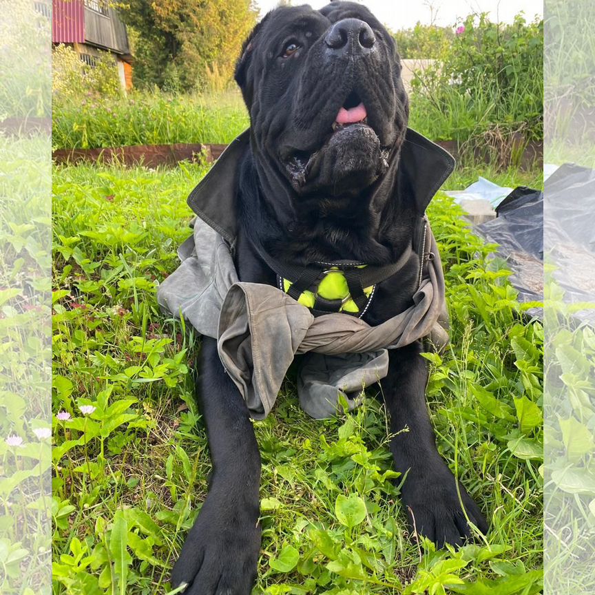 Кане-корсо, взрослый пёс