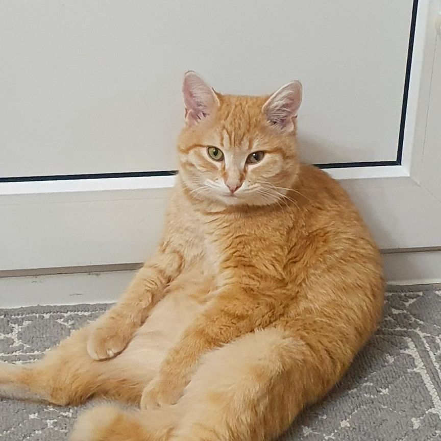 Кот на вязку
