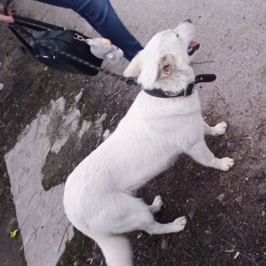 Белая швейцарская овчарка, взрослая собака