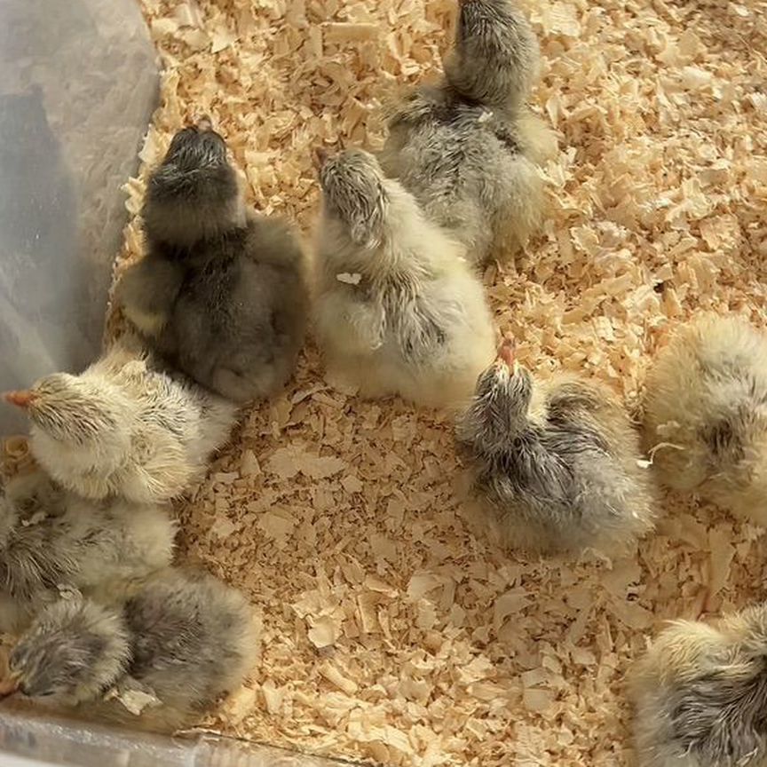 Инкубационное яйцо брама