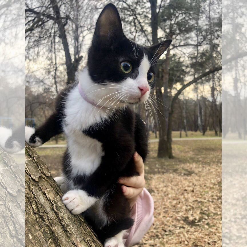 Котёнок в добрые руки