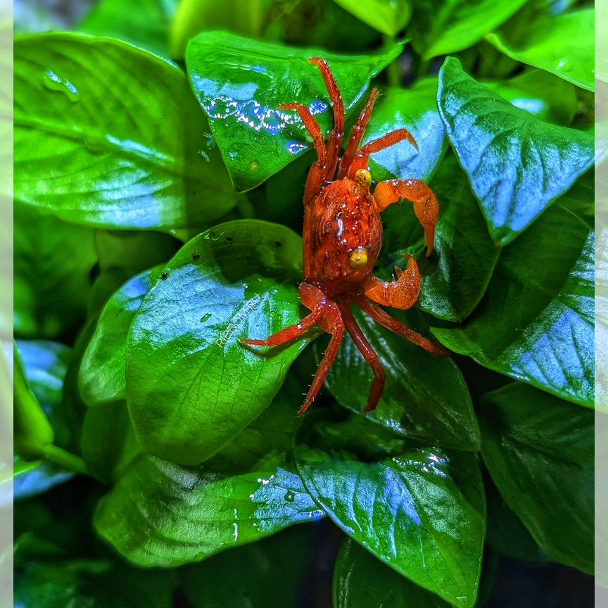 Краб вампир томатный