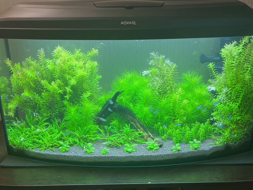 Аквариумные растения