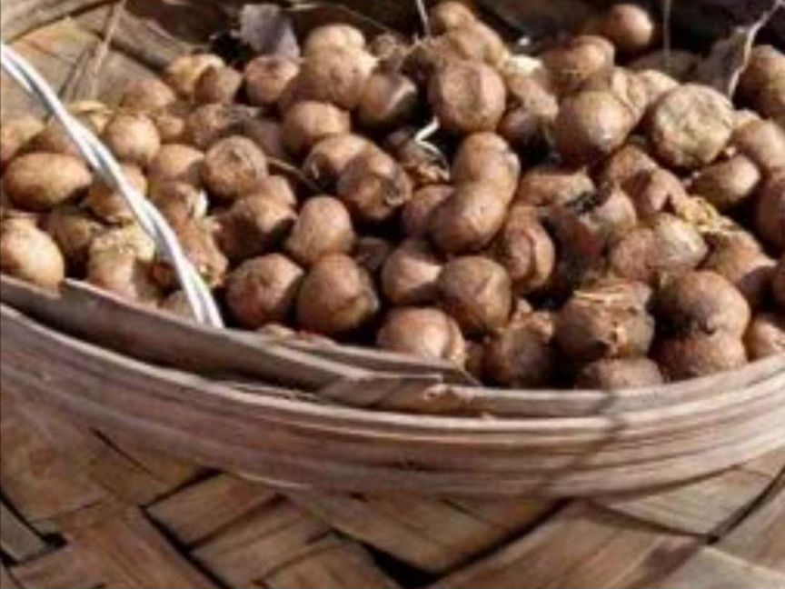 Помет лося для дымаря