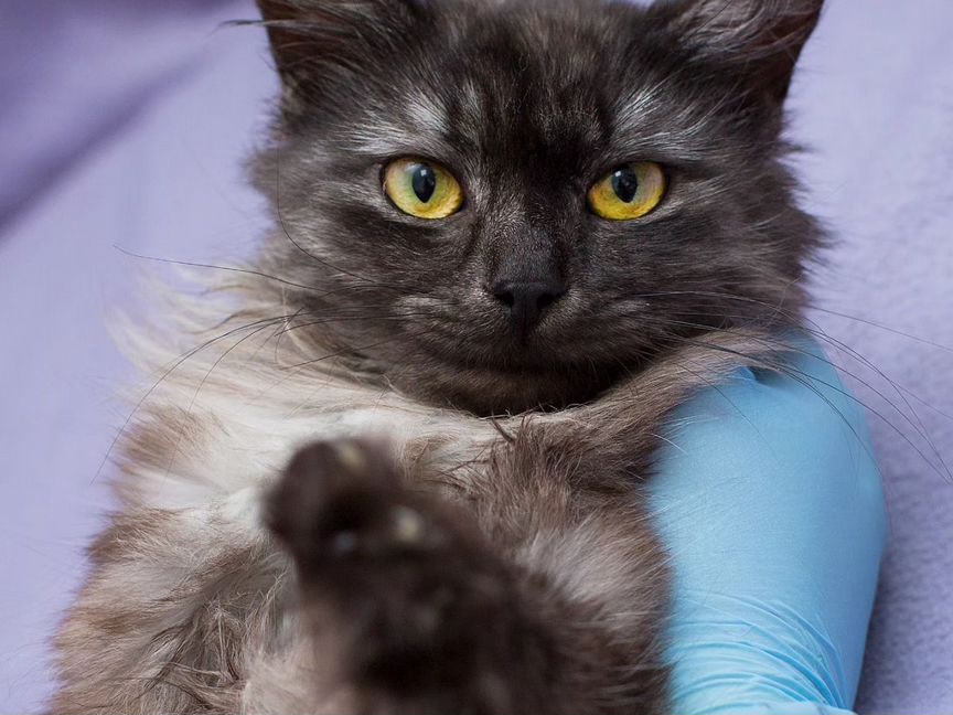 Пушистая кошечка в добрые руки