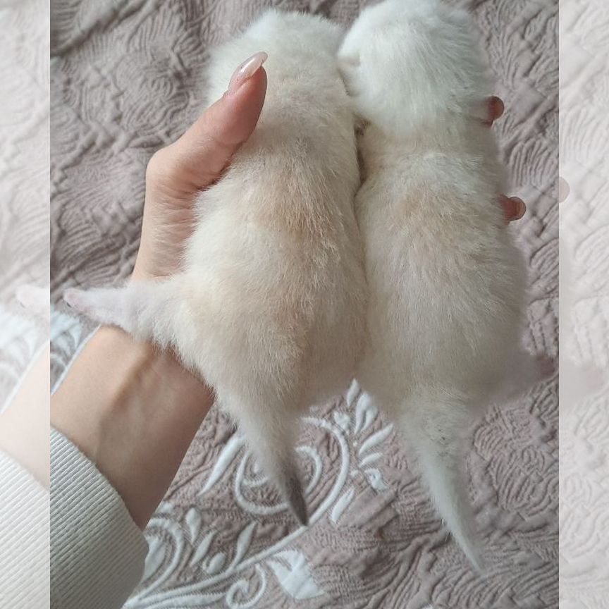 Британская шиншила