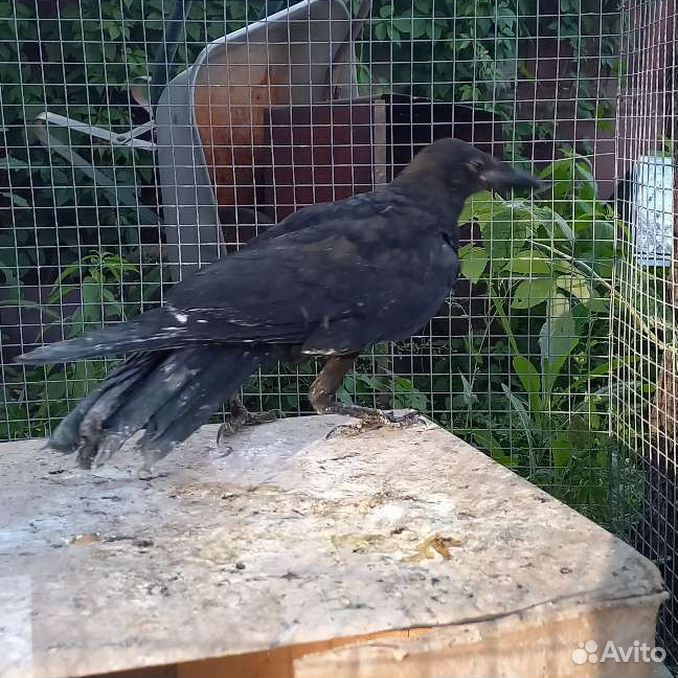 Отдам граченка или вороненка