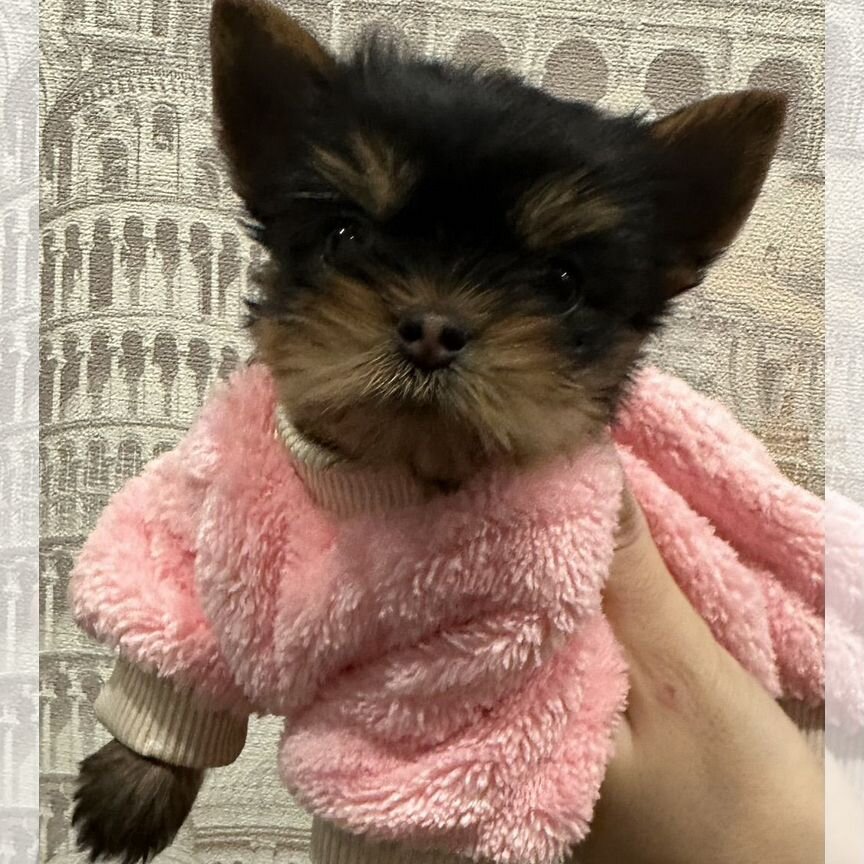 Кукольные мини щенки