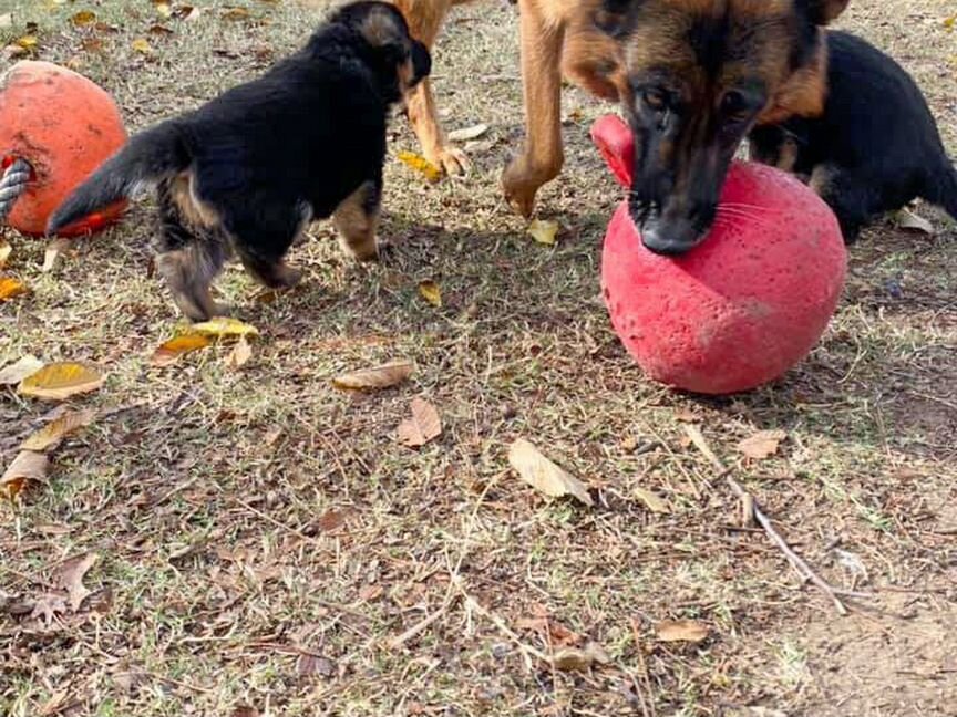 Немецкая овчарка