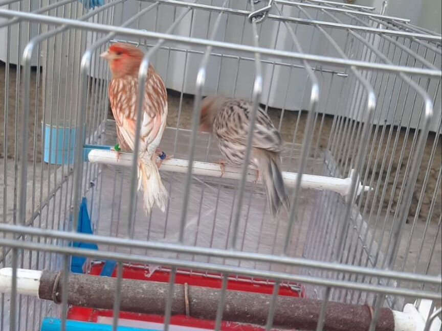 Канарейки пара самка и самец