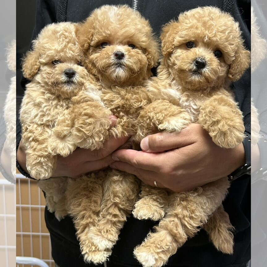 Мальтипу, щенок