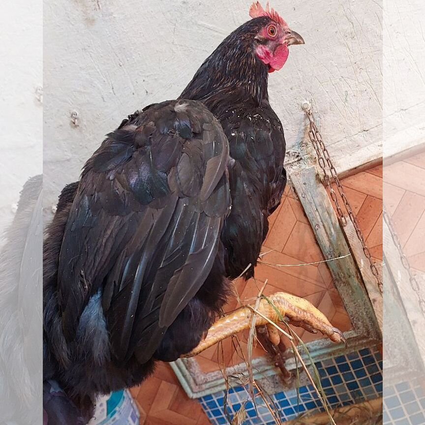 Петушок 6 месяцев