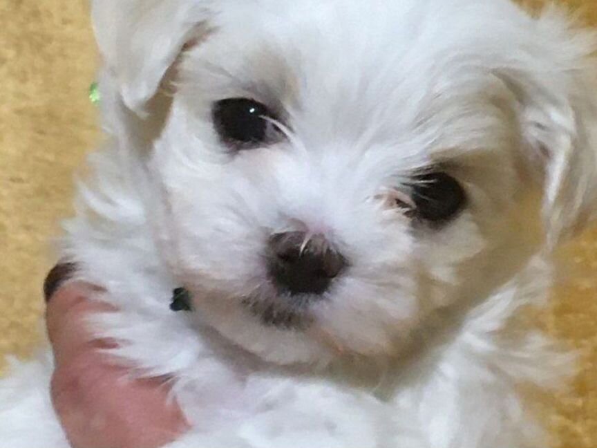 Мальтийская болонка