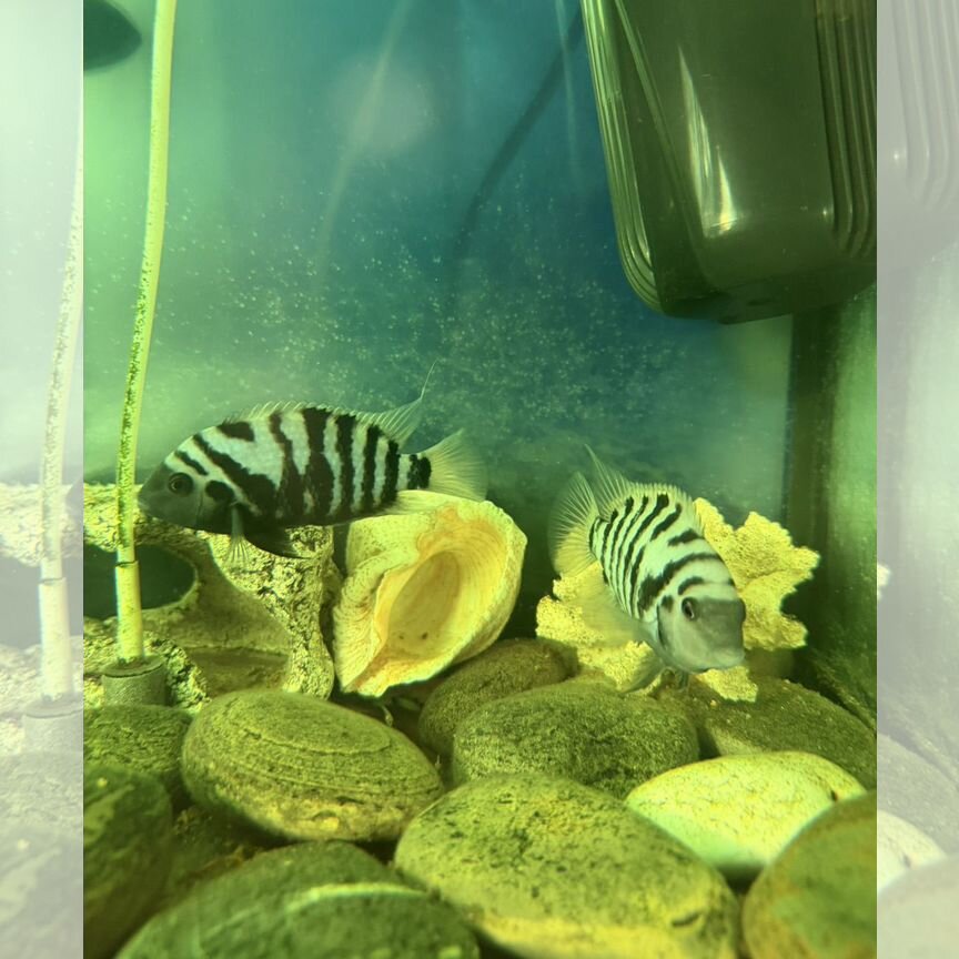 Полосатые цихлиды