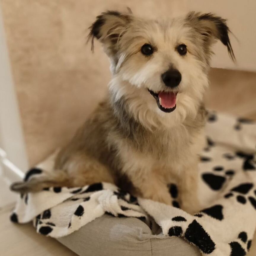 Взрослый пёс в добрые руки