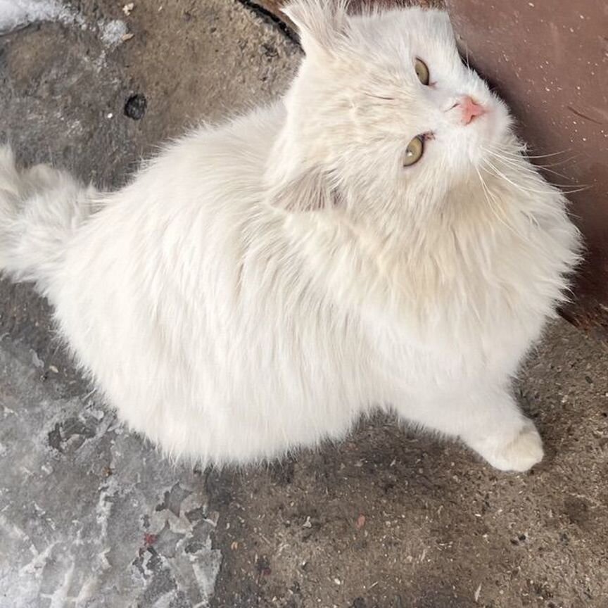 Бездомный кот нуждается в доме