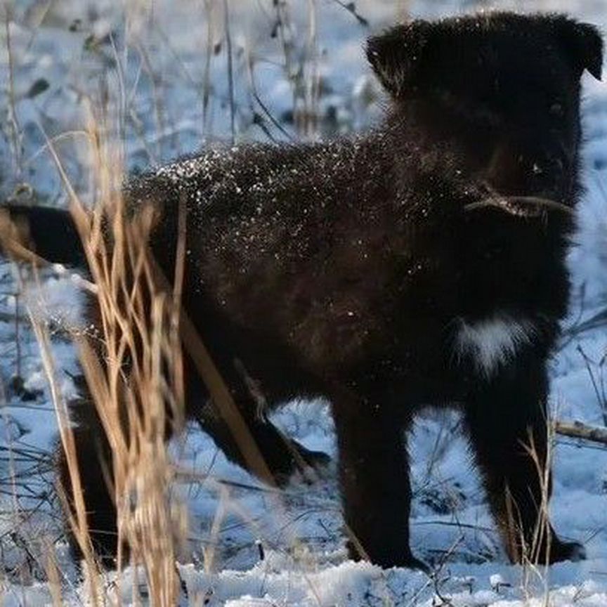 Щенок в добрые руки