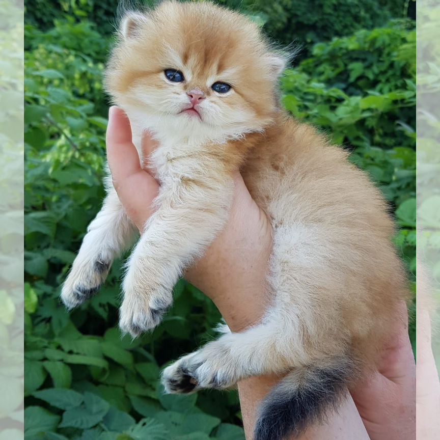 Золотой шиншилёнок
