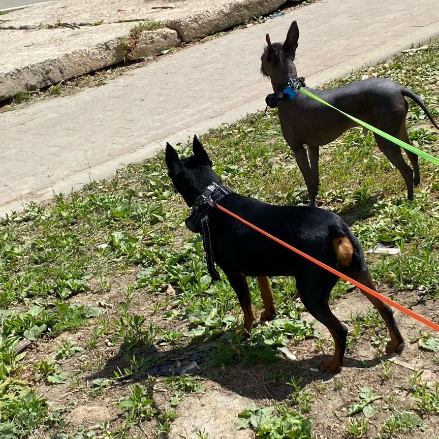 Ксолоитцкуинтли