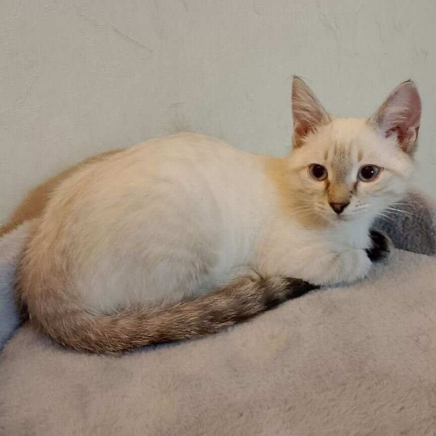 Тайский котёнок