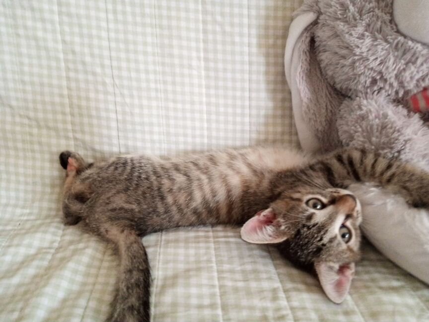 Коричневый котенок девочка