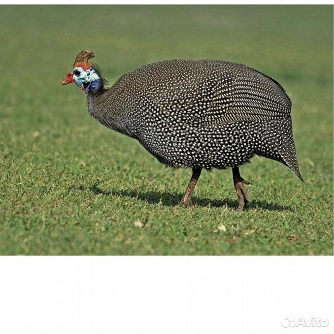 Взрослые цесарки