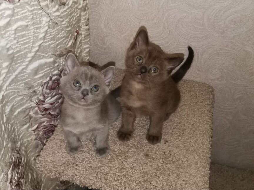 Европейская Бурманская кошечка
