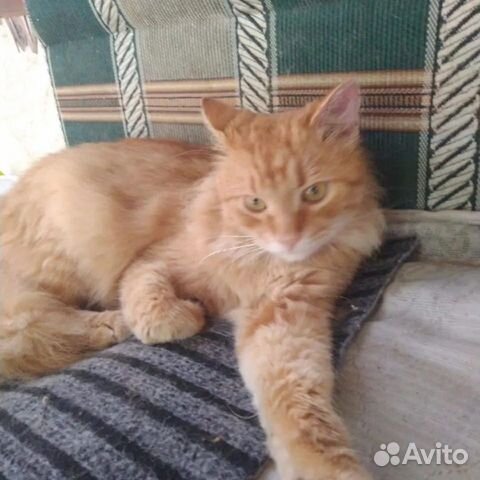 Котик Рыжуля нуждается в доме