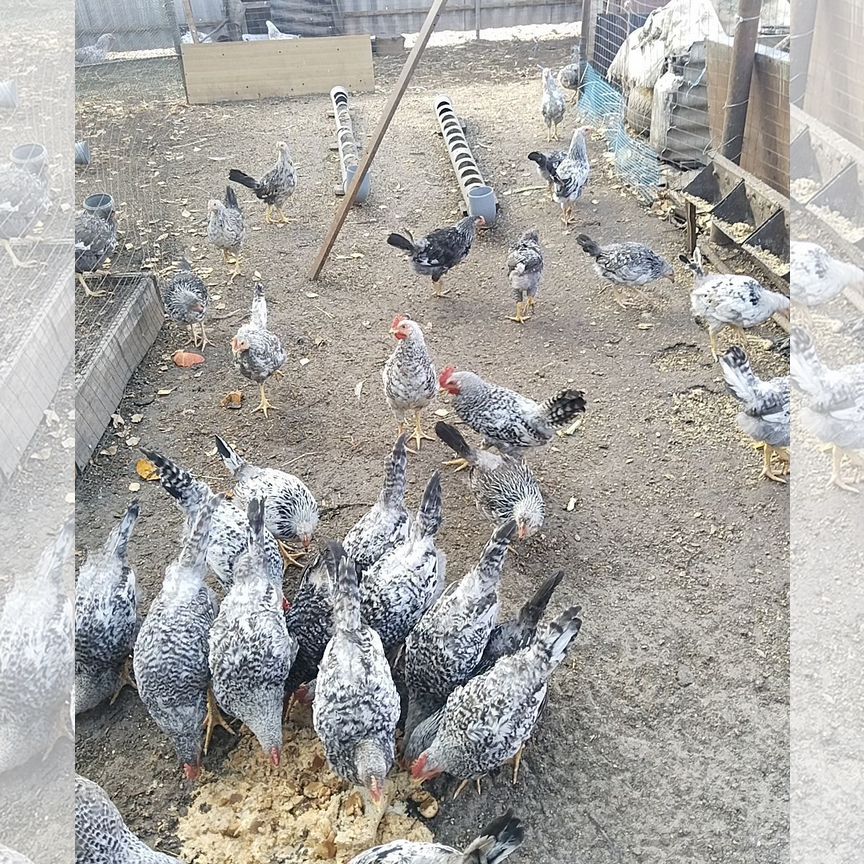Цыплята