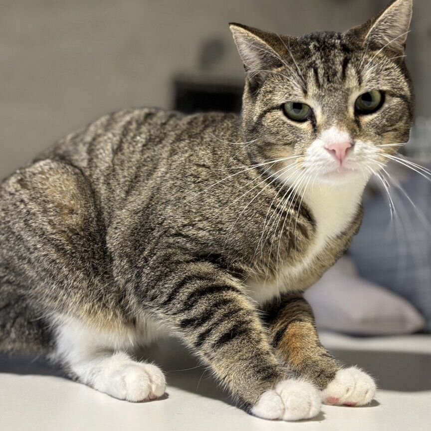 Взрослый кот в добрые руки