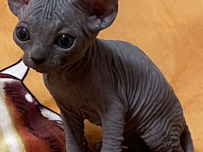 Канадский сфинкс эльф