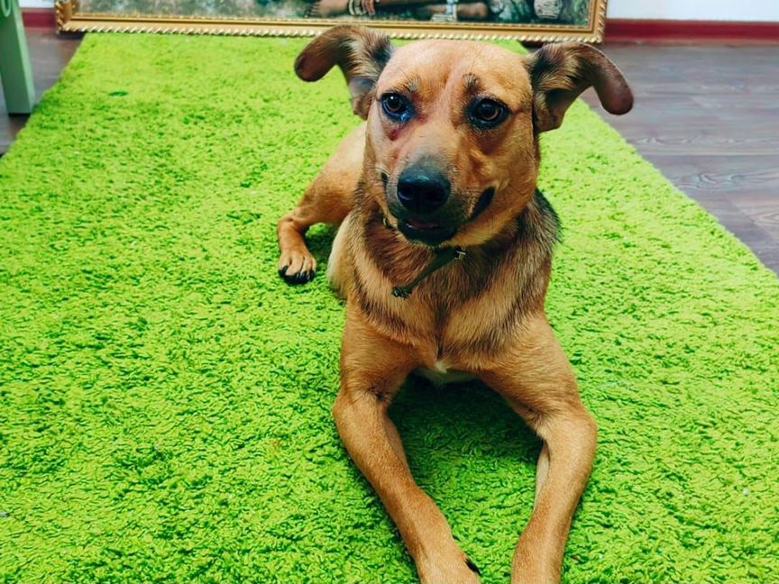 Ищет дом не крупная Собака Злата