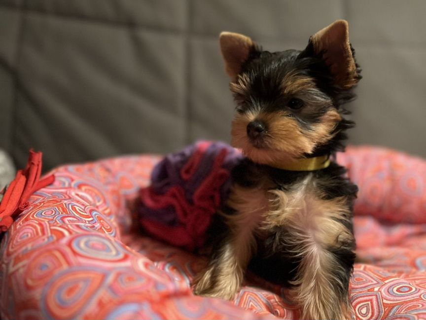 Йоркширский терьер