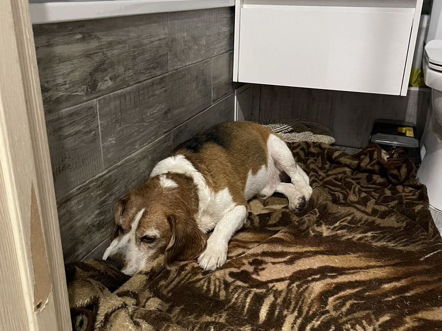 Найден Бигль кобель