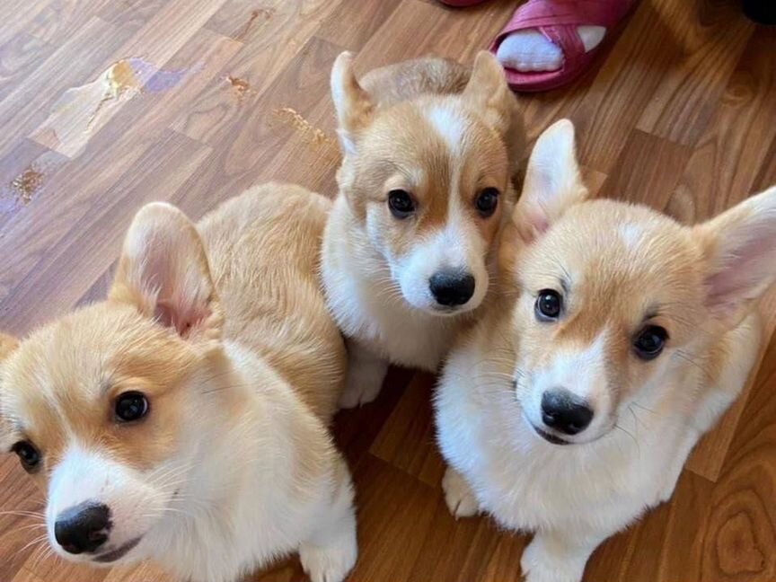 Щенки Вельш Корги пемброк