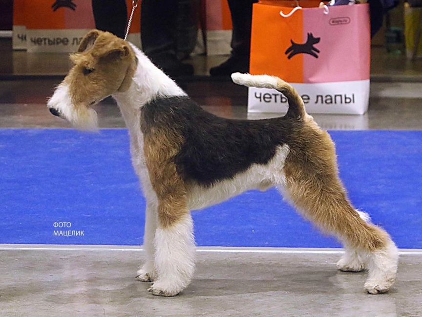 Щенки фокстерьера жш