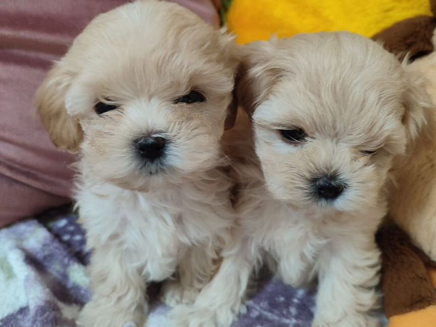 Щенки мальтипу f1