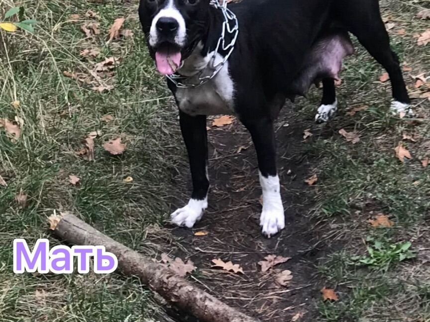 Щенки американского питбуля