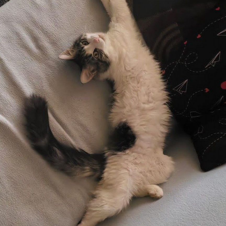 Котик в добрые руки