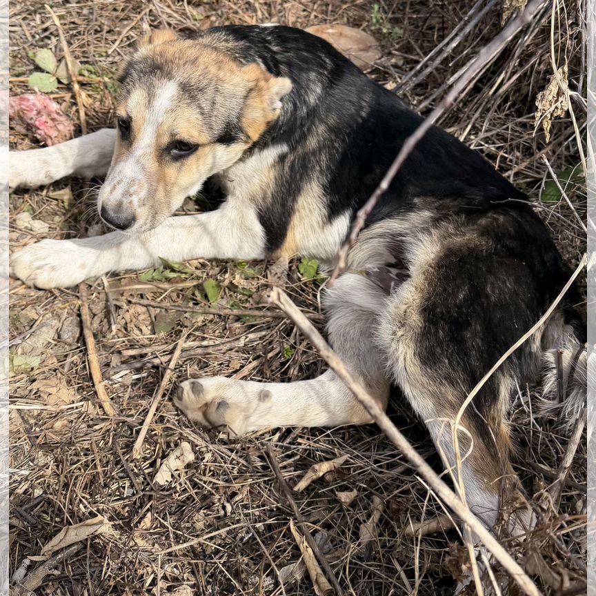 Немецкая овчарка, щенок