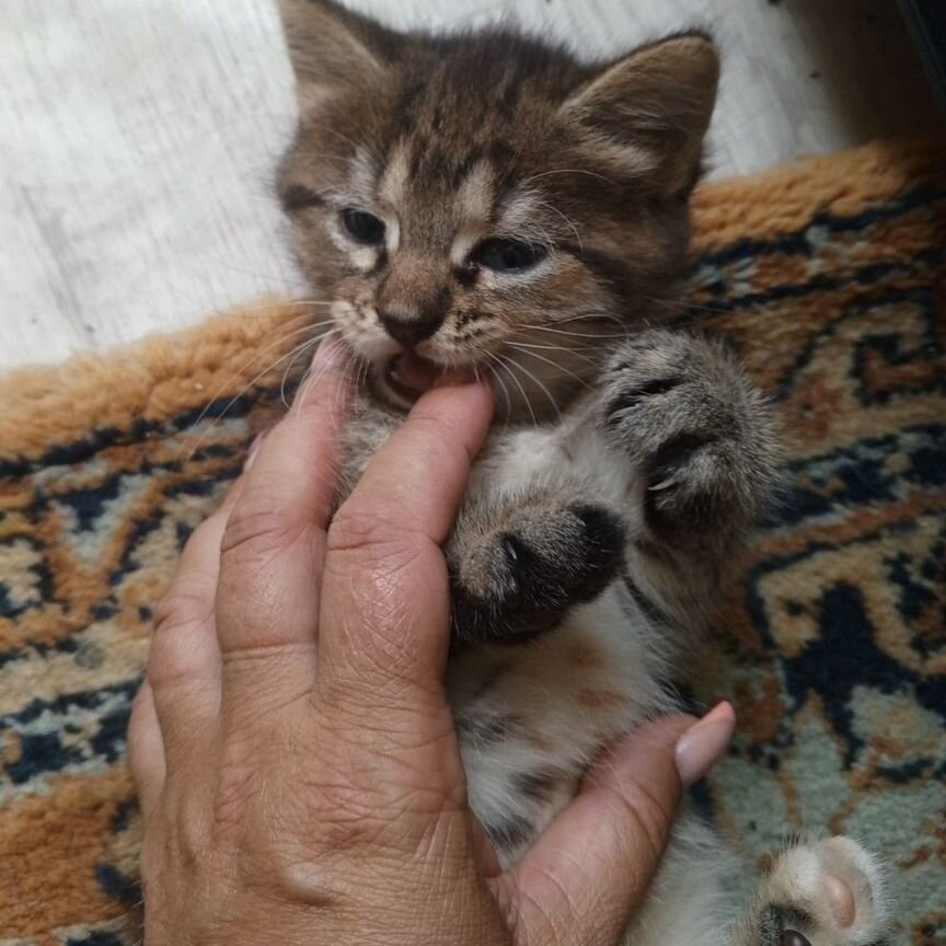 Отдам котенка, девочка 1,5 месяца