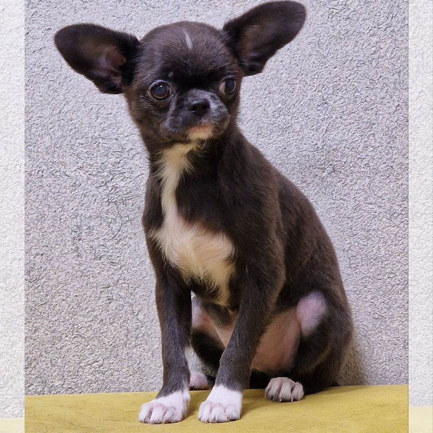 Чихуахуа миниатюрный мальчик