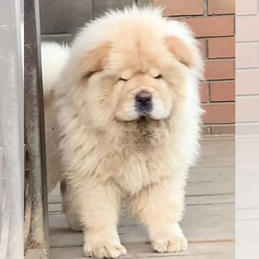 Чау-чау, щенок