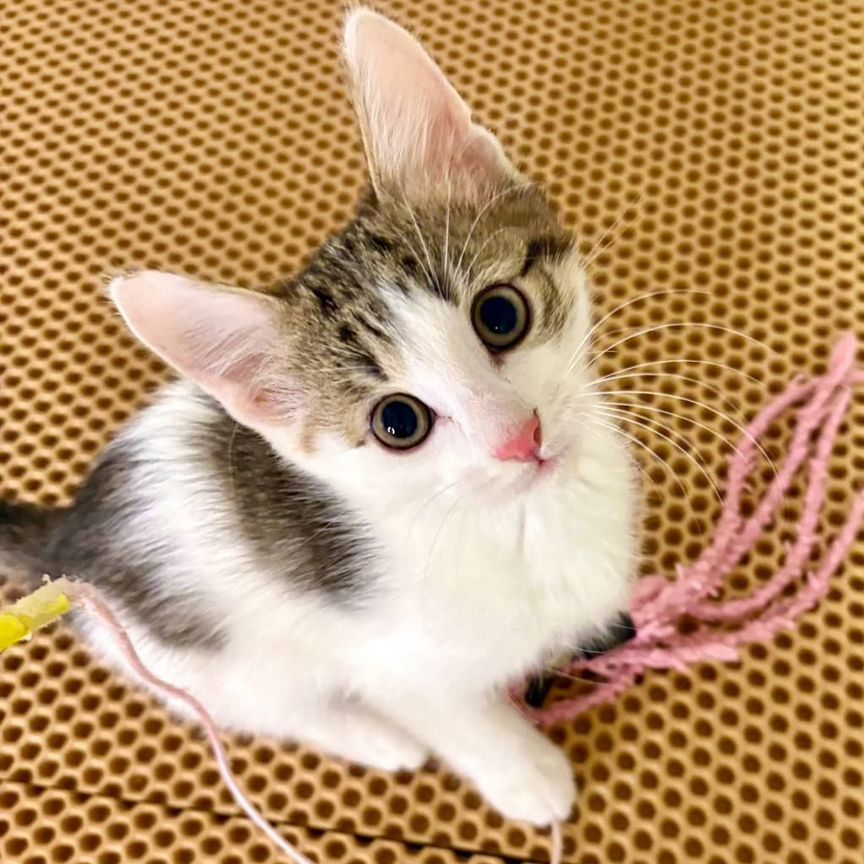 Котёнок в добрые руки