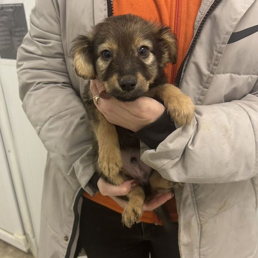 Щенок в добрые руки