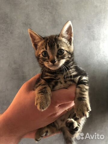 Котенок