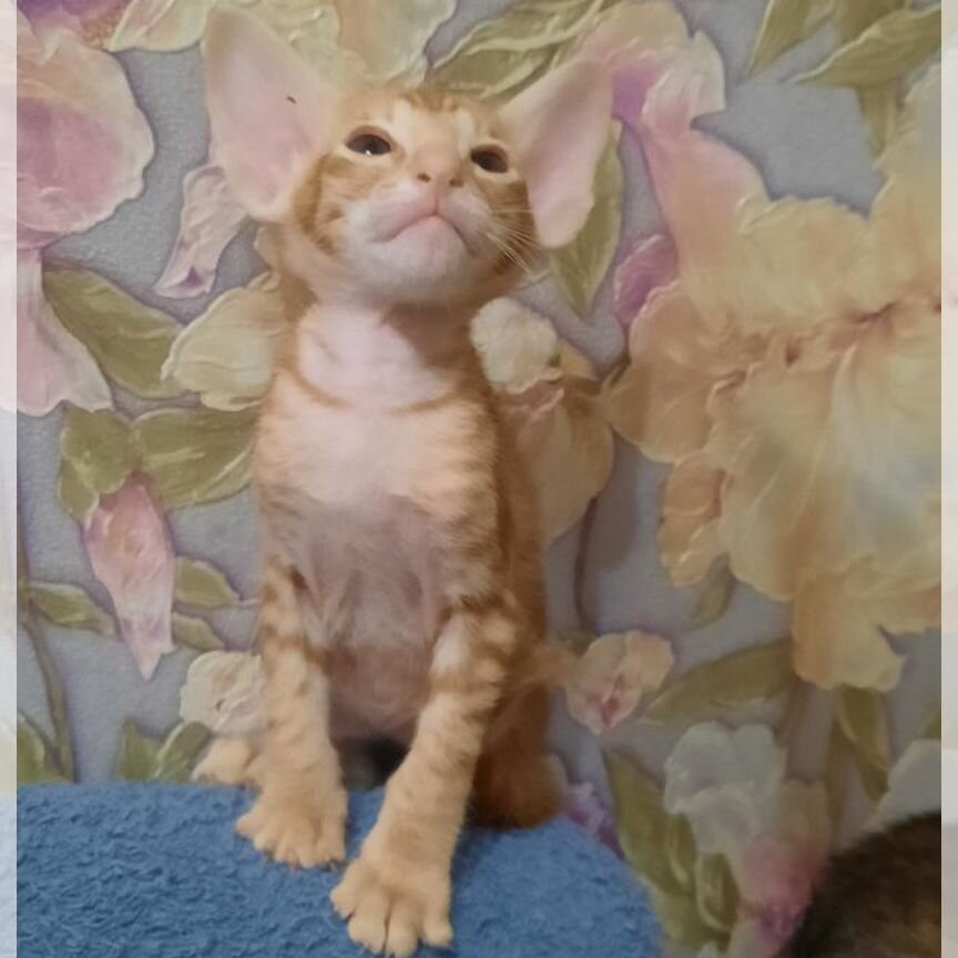 Ориентальный котенок полковник