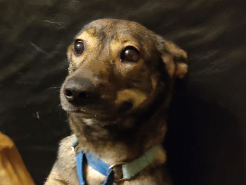 Мерлин квартирная в добрые руки с доставкой