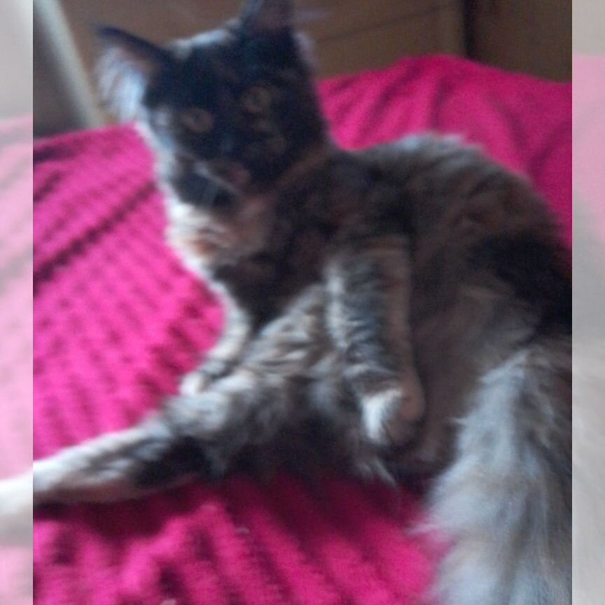 Отдам кота в добрые руки