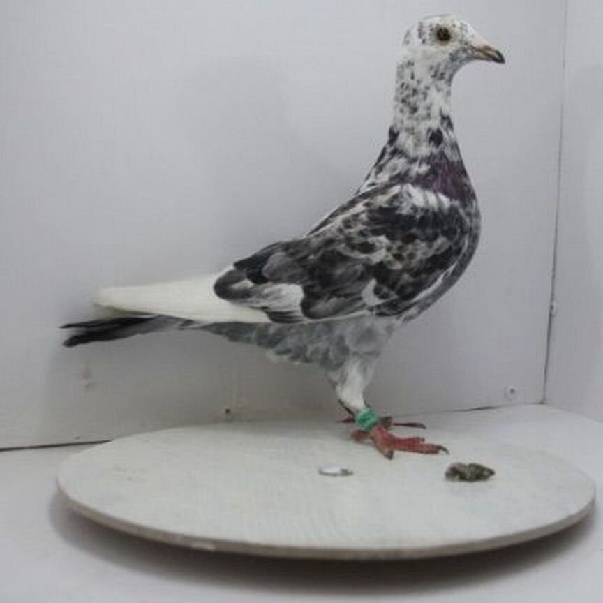 Спортивные голуби